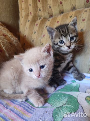 Крошки-горошки в добрые руки