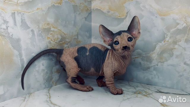 Котята бамбино эльф двельф