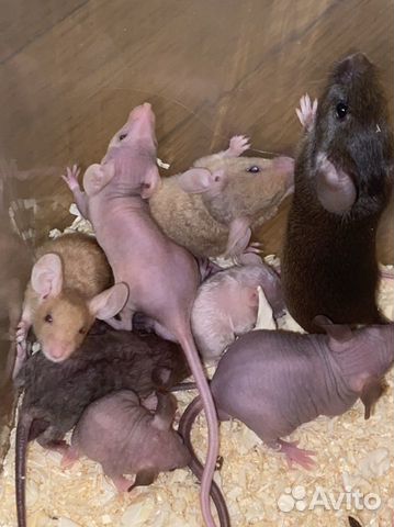 Мыши декоративные, кормовые