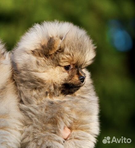 Шпиц мальчик шикарный мишка