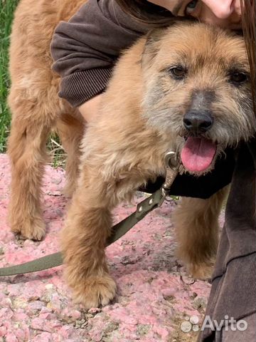 Пёс Тотошка