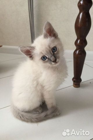 Донской сфинкс котята