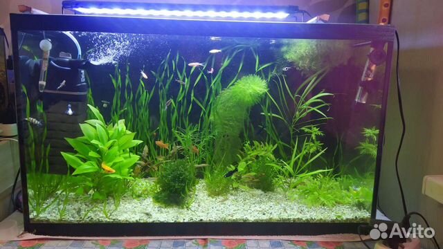 Аквариум 108 литров, со всём содержимым