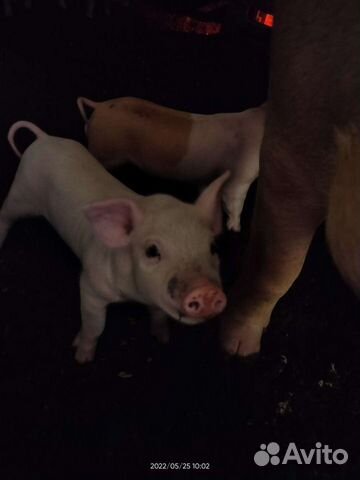 Поросенок ландрас