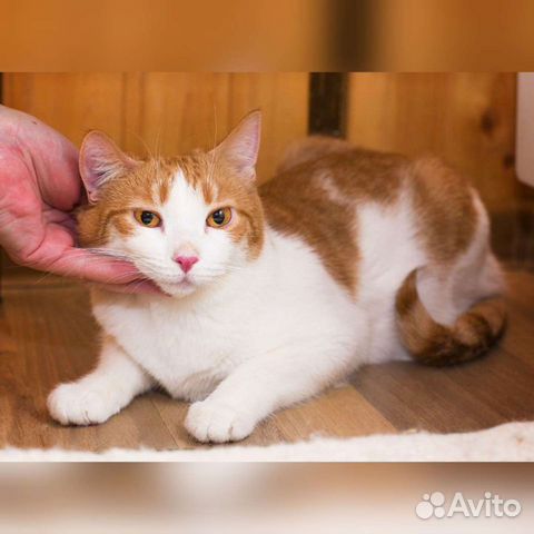Котёнок, рыжий с янтарными глазами ищет семью