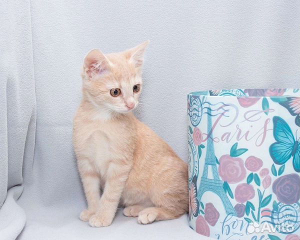 Нежная лапочка