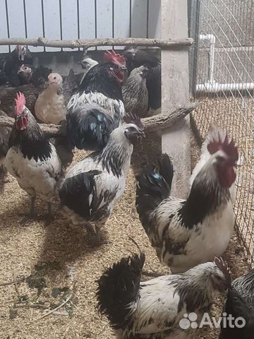 Петух лакеданзи серебро