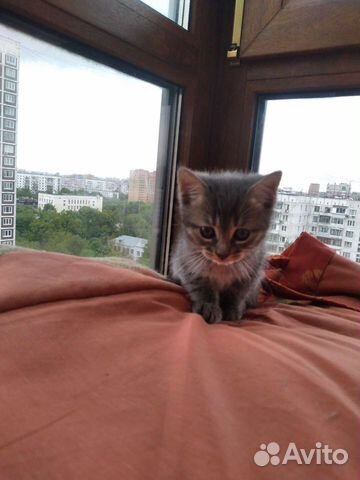 Шотландские прямоухие котята