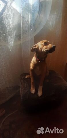 Отдам в добрые руки