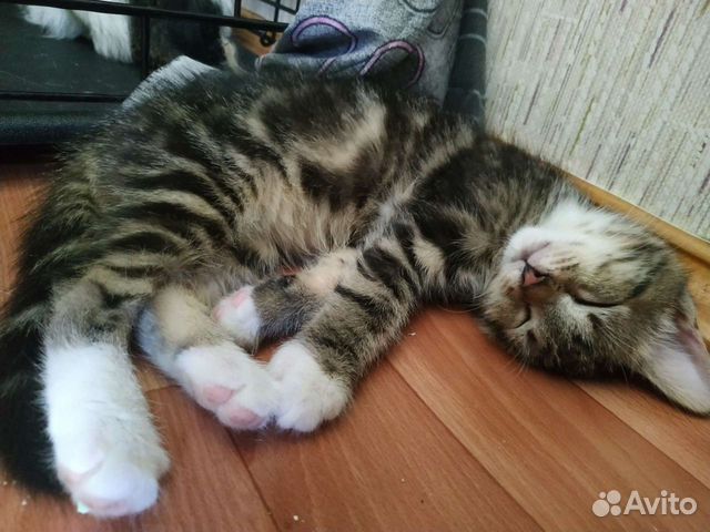 Мраморный котенок девочка ищет дом