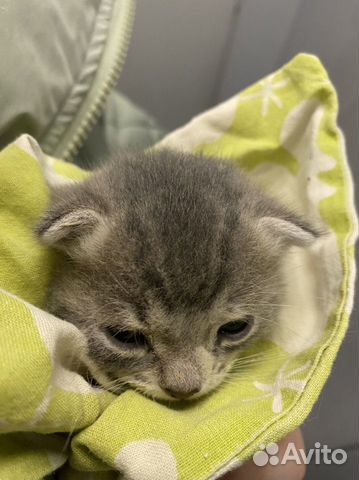 Котенок