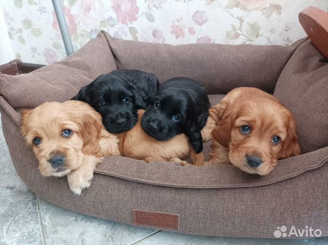 Щенки - английский кокер спаниель