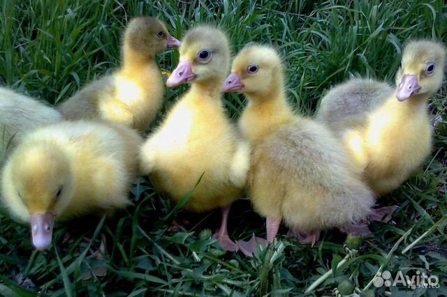 Гусята