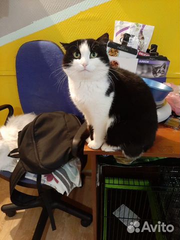 Кот Андрюша