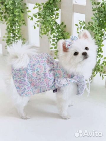 Померанский шпиц