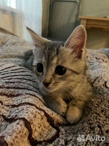 Британская кошка