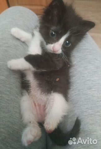 Котенок без лапки