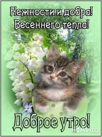 Шотландские котята (помесь)