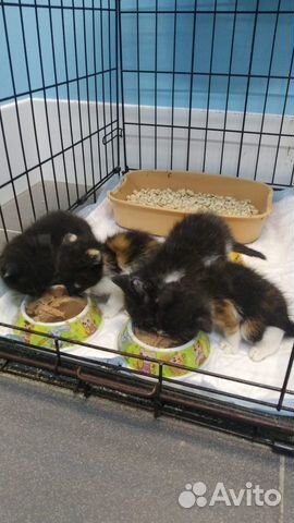 Маленькие котята