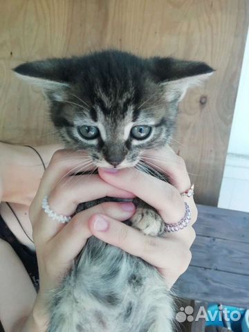 Котята