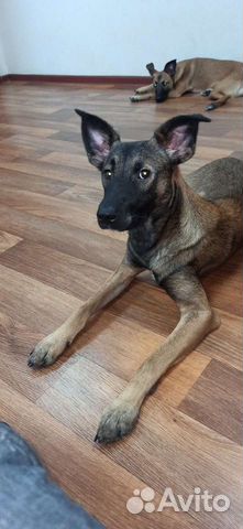 Бельгийская овчарка малинуа