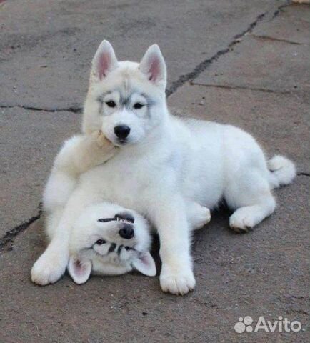 Красивые Щеночки чистокровных хасико Арлекино