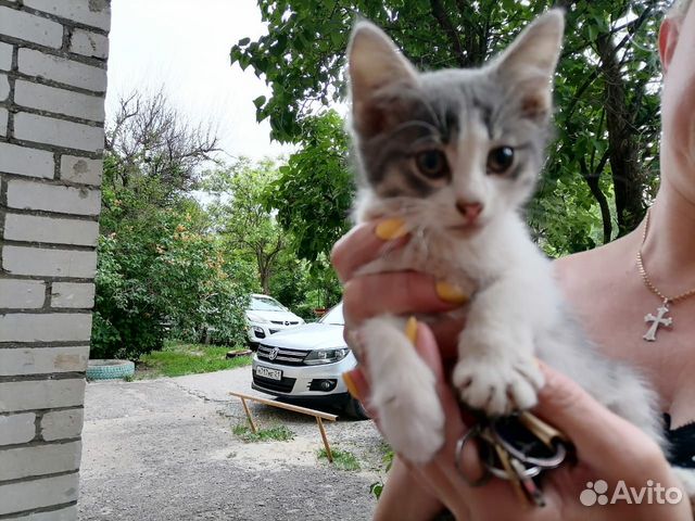 Кошки в добрые руки бесплатно