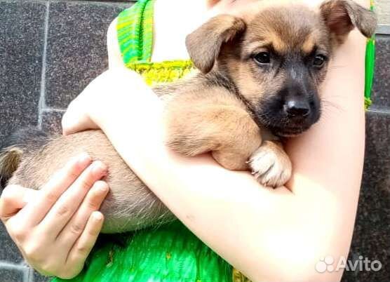 Собака в добрые руки щенок