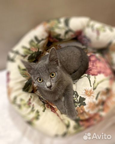 Котенок Леона в добрые руки