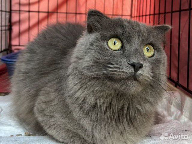 Котик Филипп (1 год) ищет дом