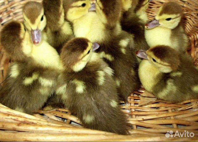 Индоутка с утятами