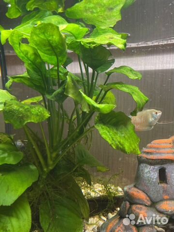 Лялиус (мирная рыбка для аквариума бесплатно)