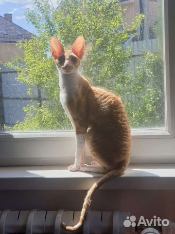 Кот корниш-рекс