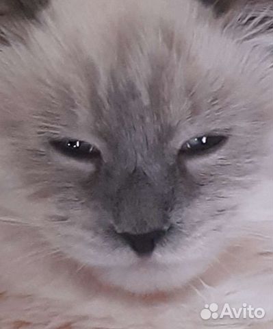 Невский маскарадный кот