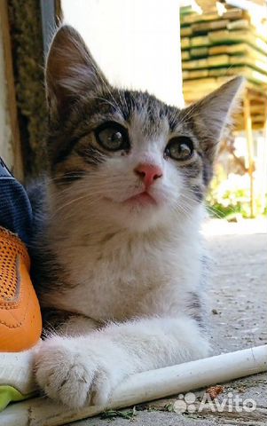 Красивый котенок,выброшенный на смерть