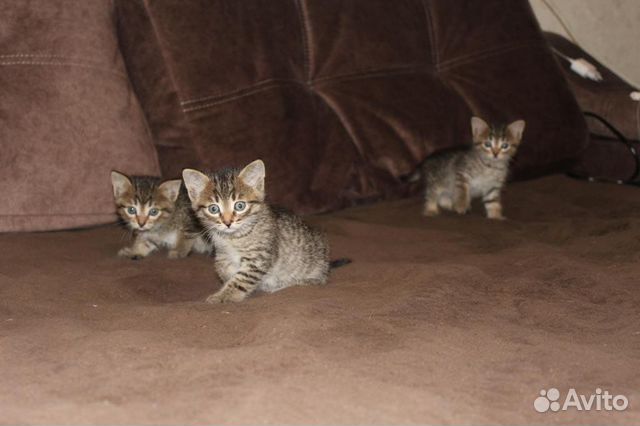 Котята