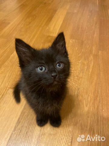 Котёнок 1.5 месяца