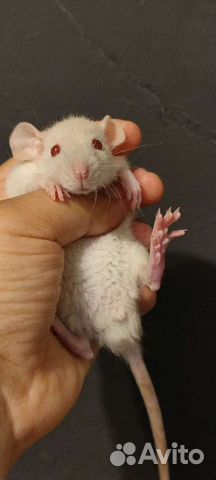 Крыса, крысы