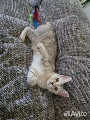 Кошечка в добрые руки