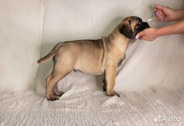 Собаки щенки