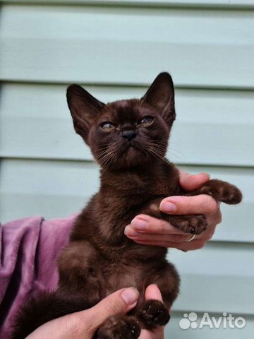 Бурманские котята
