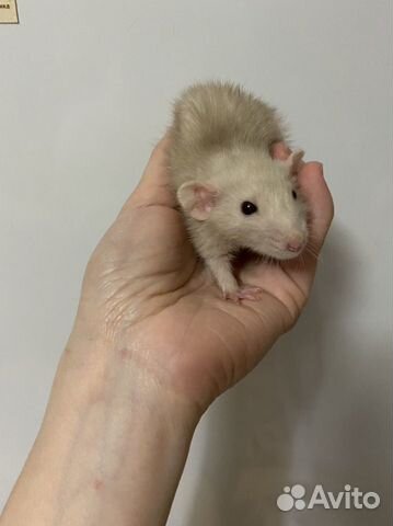 Крысята Лонг