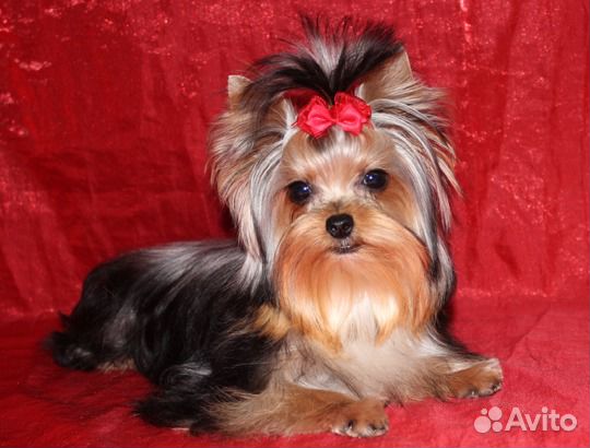 Очаровательная крошка - Мини йорочка