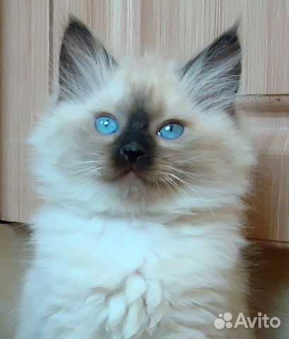 Нарядный невский маскарадный малыш. Питомник