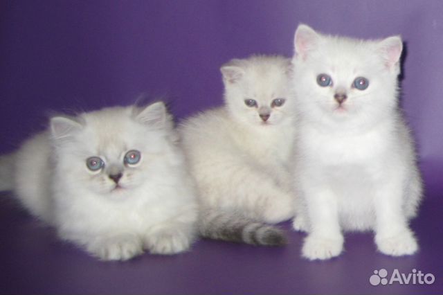 Клубные британские эксклюзивные котята видео