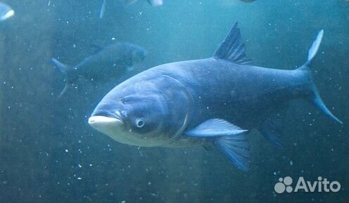 Толстолобик прудовая рыба