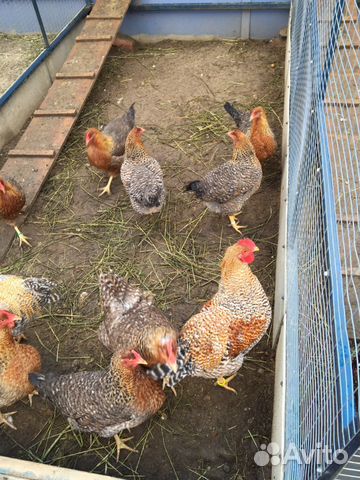 Инкубационное яйцо и цыплята Белефельдера доставка