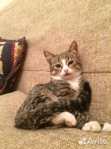 Ласковый красавчик Борис - котенок в добрые руки