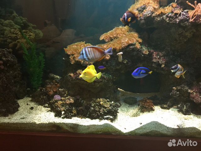 Морской аквариум, 700л