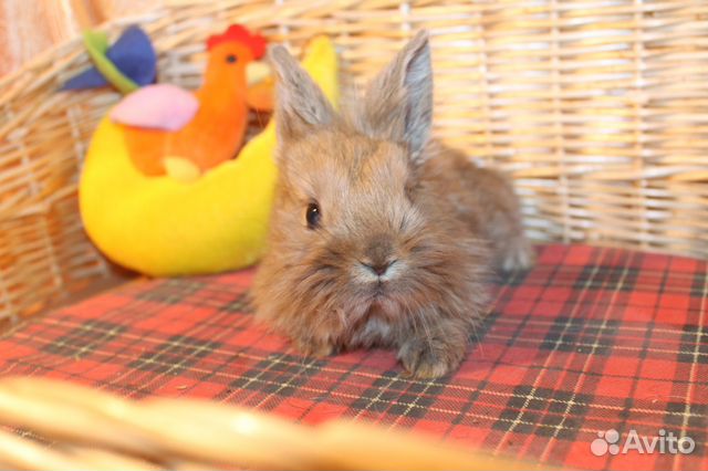 Супер мини карликовый декоративный кролик